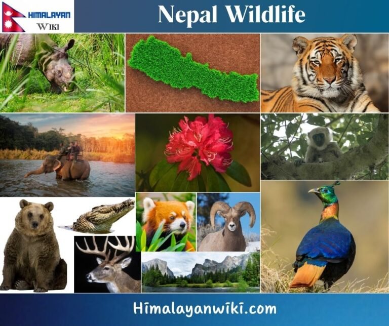 Nepal Wildlife: Most Popular 14 Wildlife, National Parks, Wildlife ...
