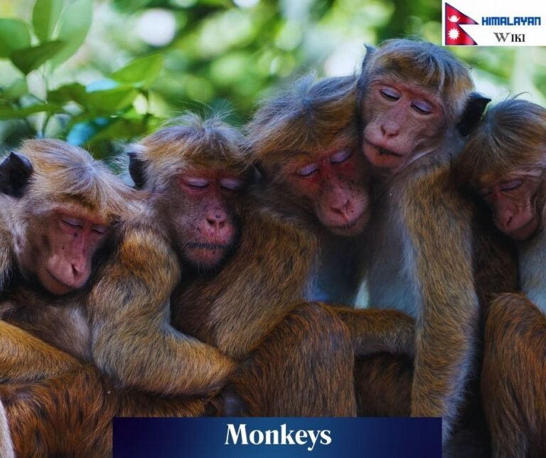 Nepal Wildlife: Most Popular 14 Wildlife, National Parks, Wildlife ...