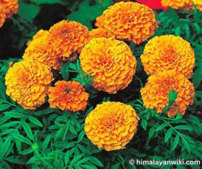 Flowers in Nepal: Top 10+ flowers found in Nepal - Himalayan Wiki