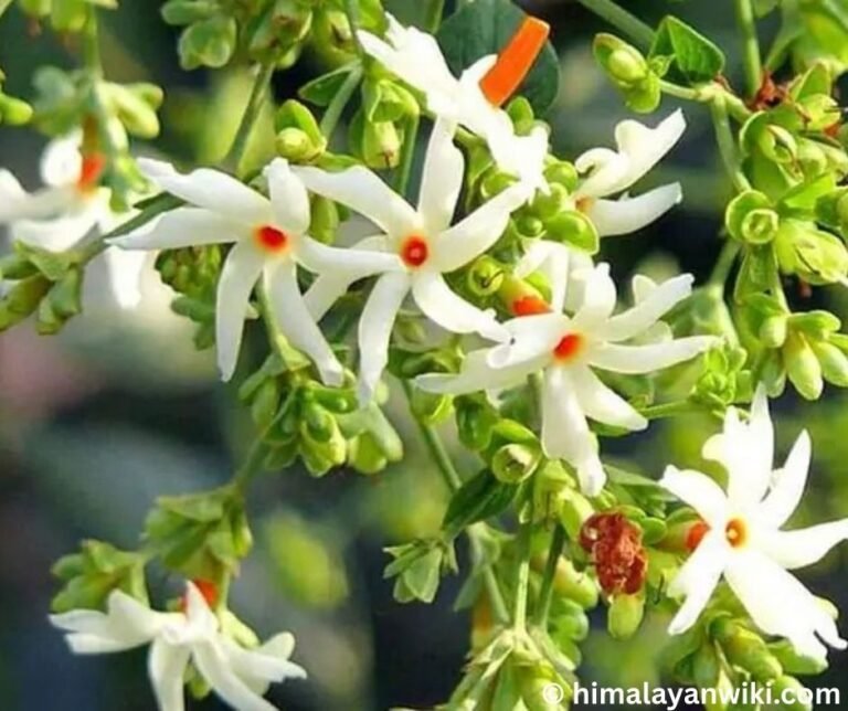 Flowers in Nepal: Top 10+ flowers found in Nepal - Himalayan Wiki
